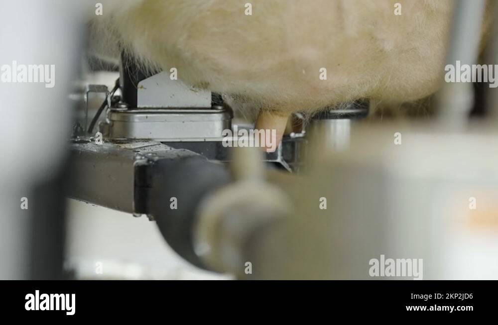Modern Laser Guided Robot Washing Dairy Cow Udder In Milking Parlor ...