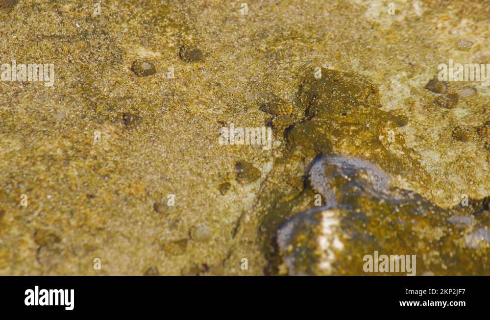 Sea snails submerged in a shallow rock pool. Static high angle shot ...