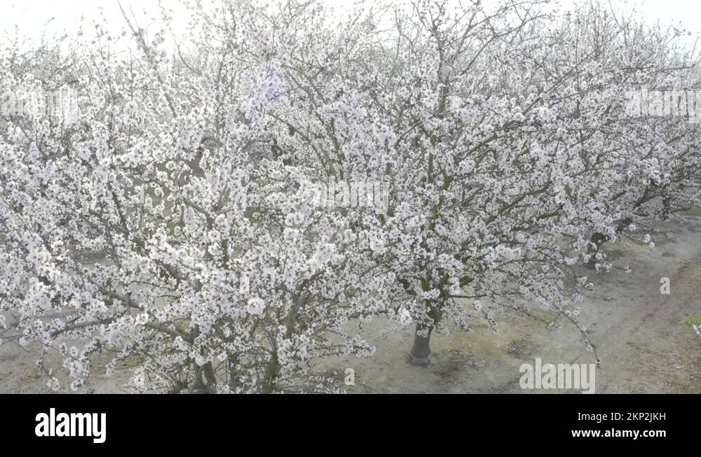 Almond tree orchards Stock Videos & Footage - HD and 4K Video Clips - Alamy