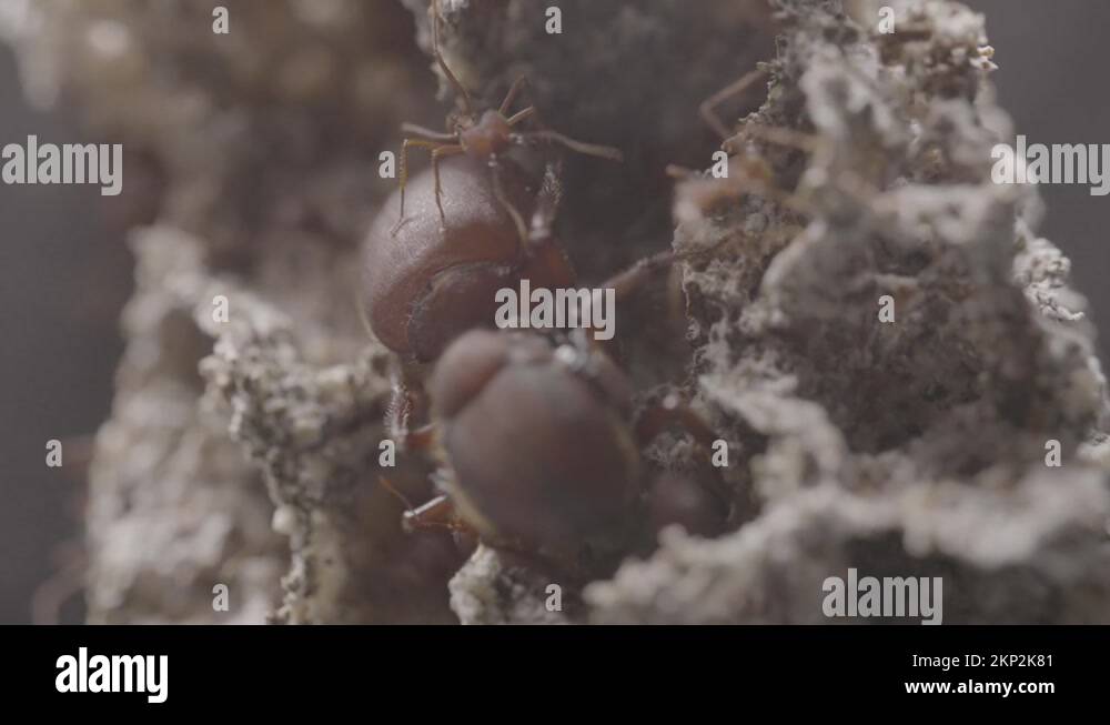 Cutter Ant Nest Stock Videos And Footage Hd And 4k Video Clips Alamy