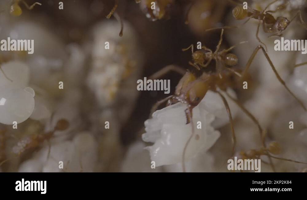 Leaf cutter ants inside nest - worker with jaws on pupae Stock Video ...