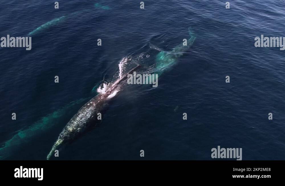 Gray Whale spouts among a pod of 7 whales migrating with Common ...