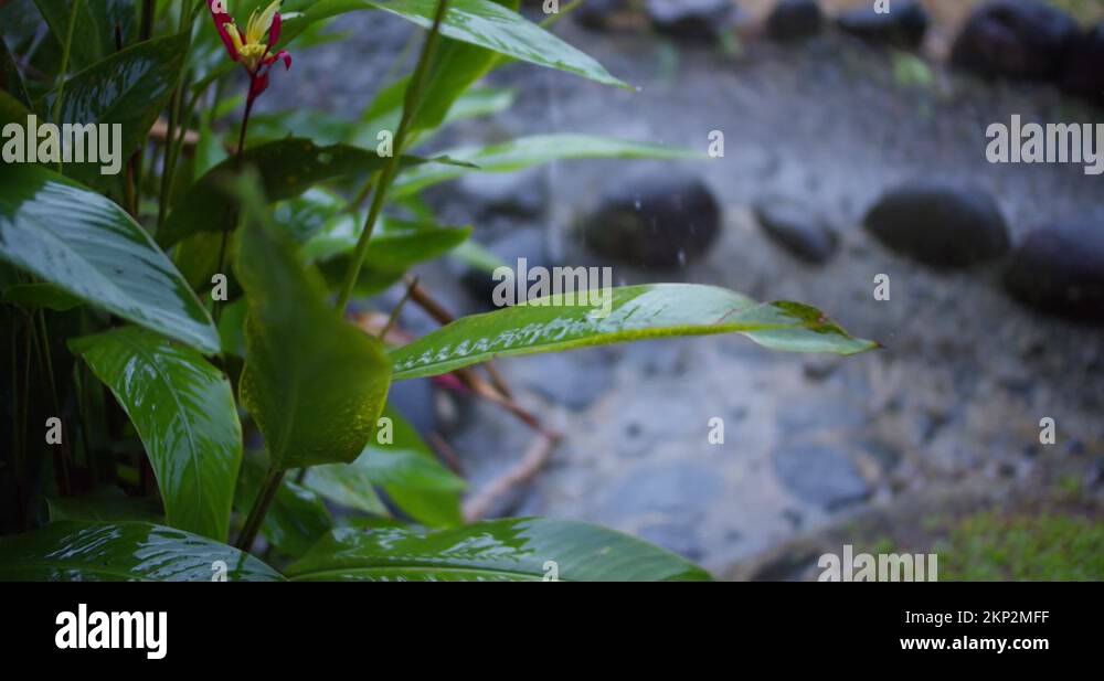 Rainforest water dripping leaf Stock Videos & Footage - HD and 4K Video ...