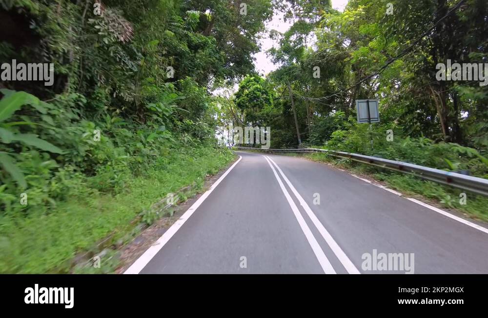 Tar tree Stock Videos & Footage - HD and 4K Video Clips - Alamy