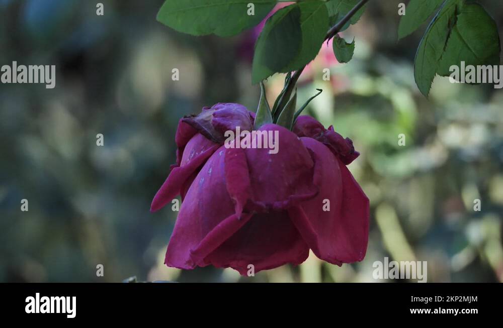 Hanging rose flower Stock Videos & Footage - HD and 4K Video Clips - Alamy
