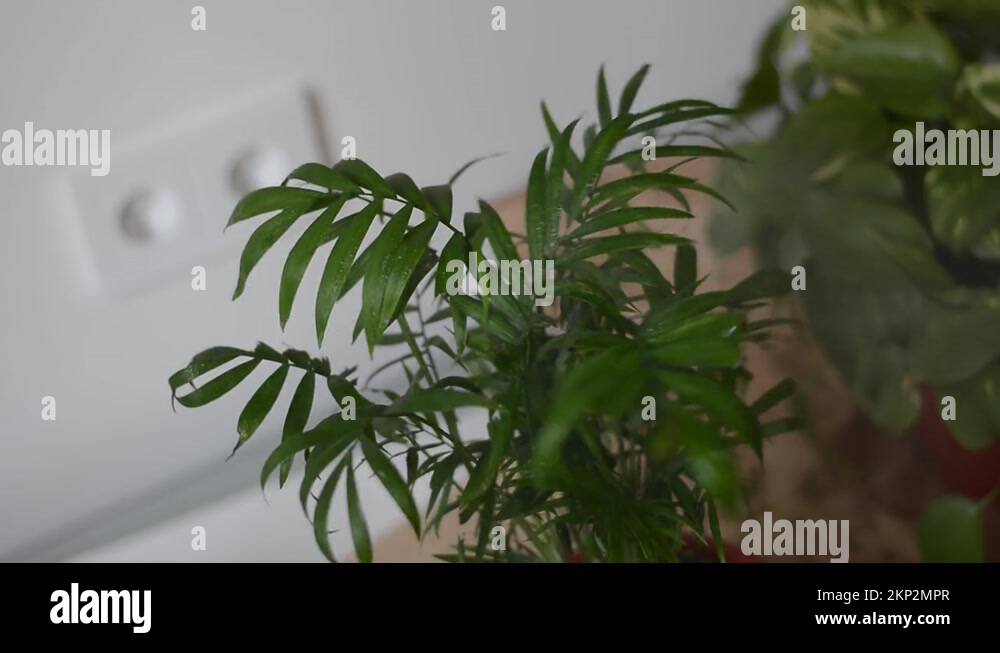Potted palm tree plant Stock Videos & Footage - HD and 4K Video Clips ...