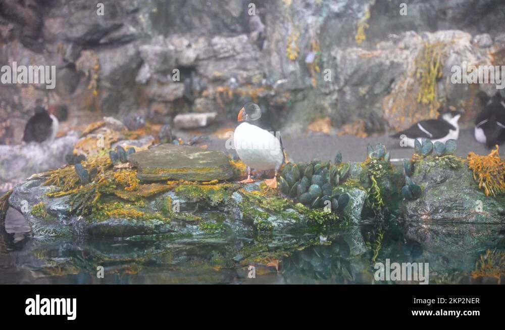 Penguin breed Stock Videos & Footage - HD and 4K Video Clips - Alamy