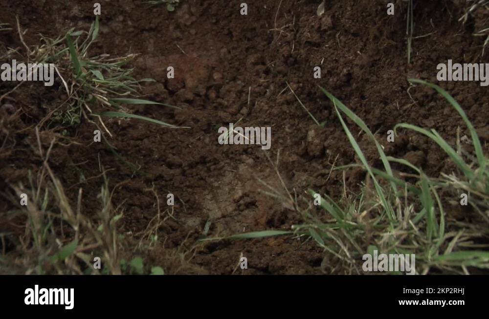 19th Century Western Man digging a hole in the dirt with pick and ...