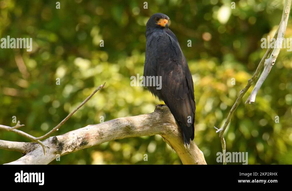 Common Black Hawk - Buteogallus anthracinus a big dark bird of prey in ...