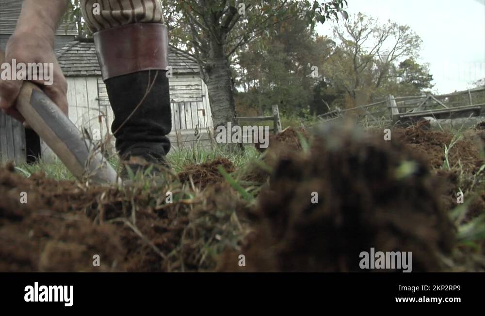 1849 Gold Rush Western Man digging in the dirt with pick and shovel ...