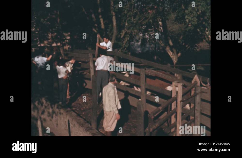 1960s: Men prodding cattle in chute. People hitting cows with tools ...