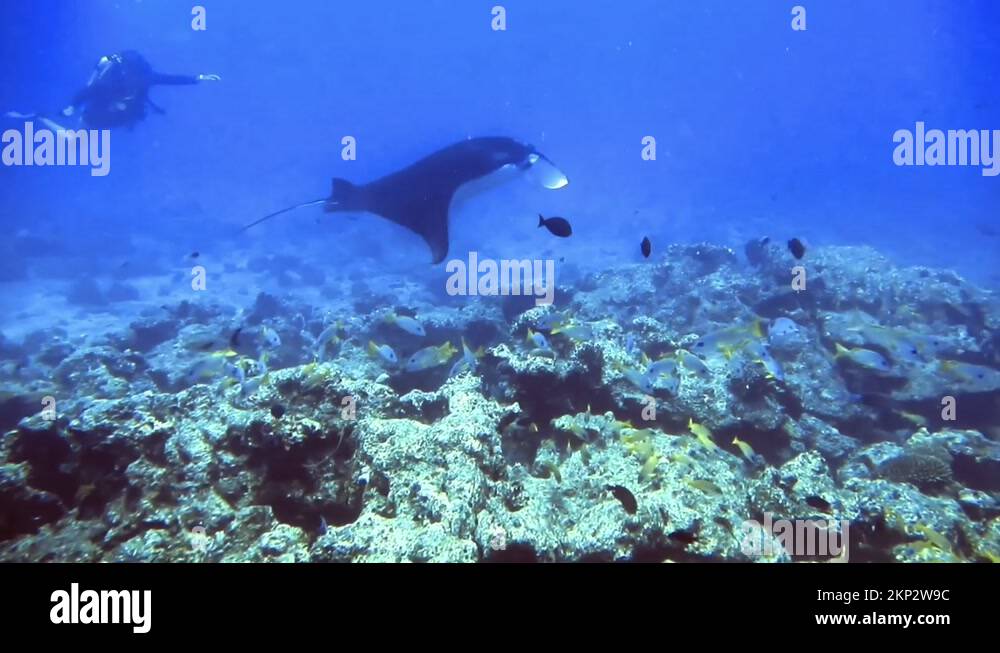 Underwater frame of scat on bottom of sea, Maldives Stock Video Footage ...