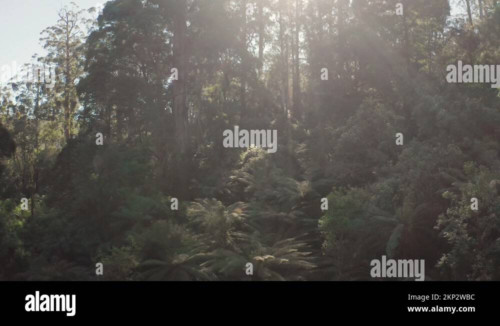 Australian native forest Stock Videos & Footage - HD and 4K Video Clips ...