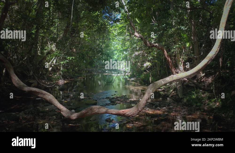 Daintree rainforest wilderness and nature. Water stream in jungle ...