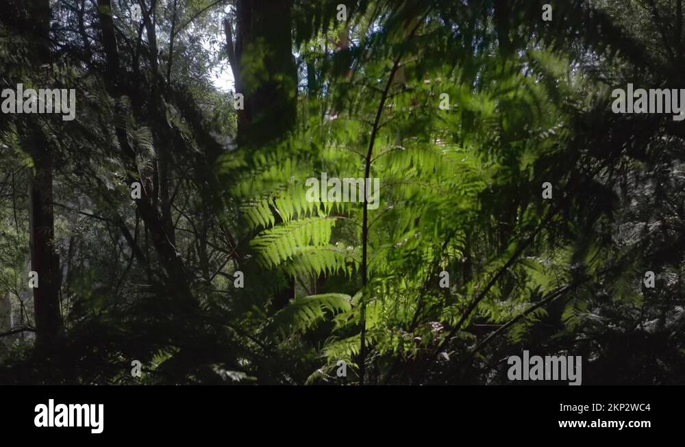 Tasmanian eucalyptus trees Stock Videos & Footage - HD and 4K Video ...