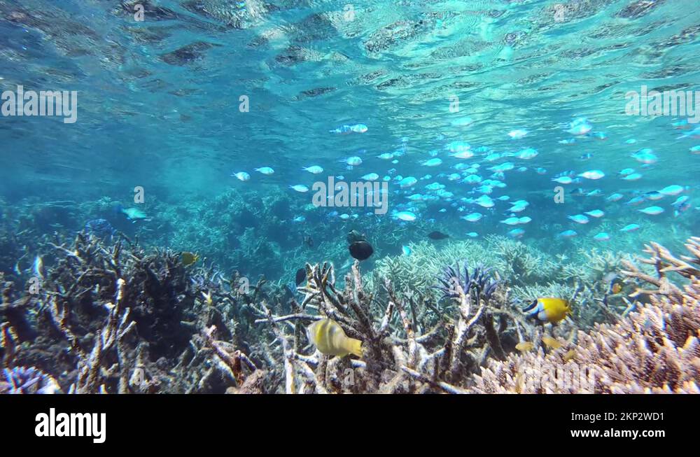 Clean marine environment Stock Videos & Footage - HD and 4K Video Clips ...