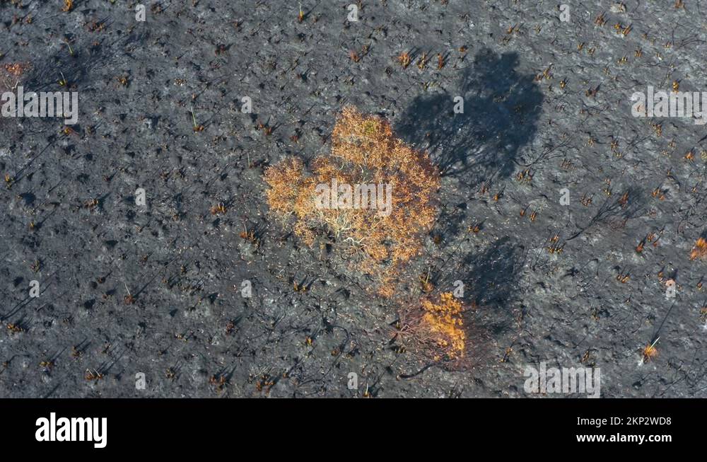Burnt land Stock Videos & Footage - HD and 4K Video Clips - Alamy