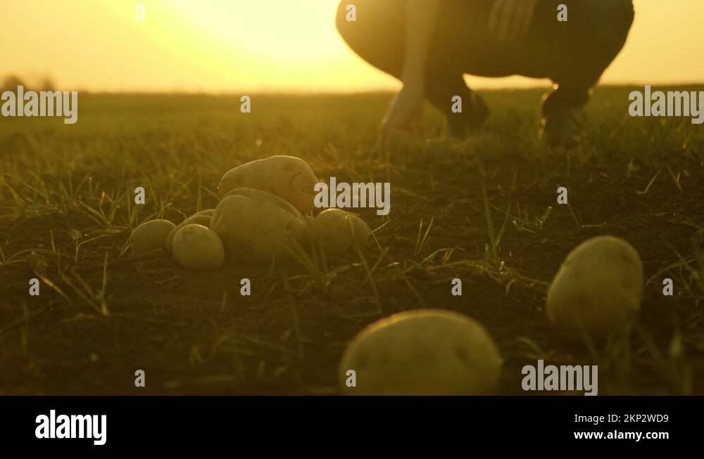 Farmer sorts seed potatoes in spring. Farmer in field in spring plants ...