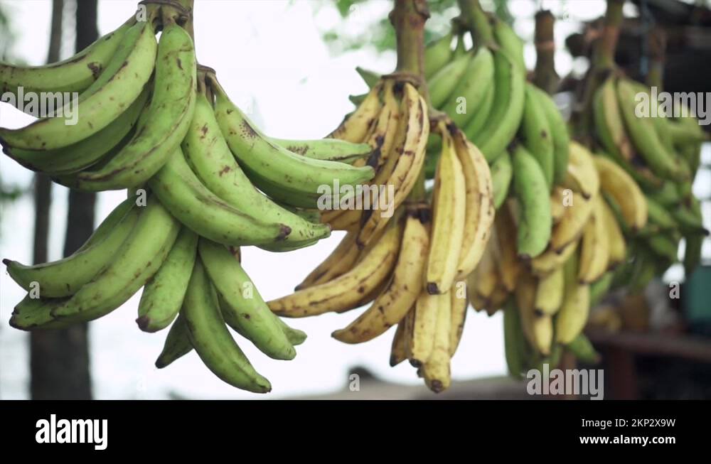 Costa rica bananas Stock Videos & Footage - HD and 4K Video Clips - Alamy