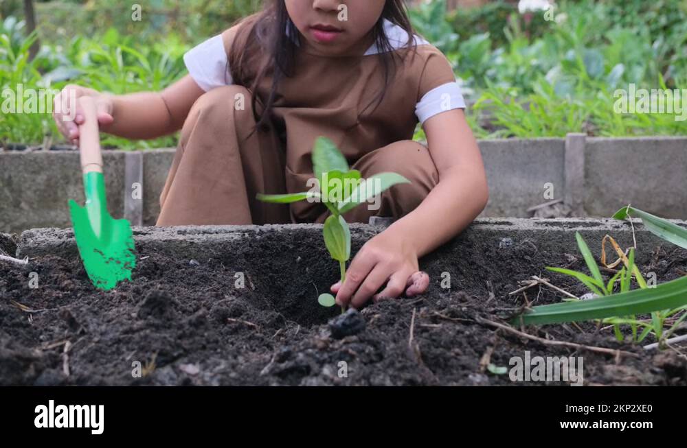 Cute little girl planting young tree in backyard vegetable garden Stock ...