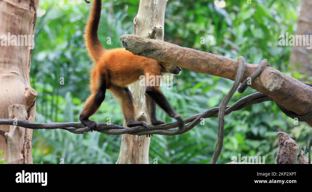 Monkey profile Stock Videos & Footage - HD and 4K Video Clips - Alamy