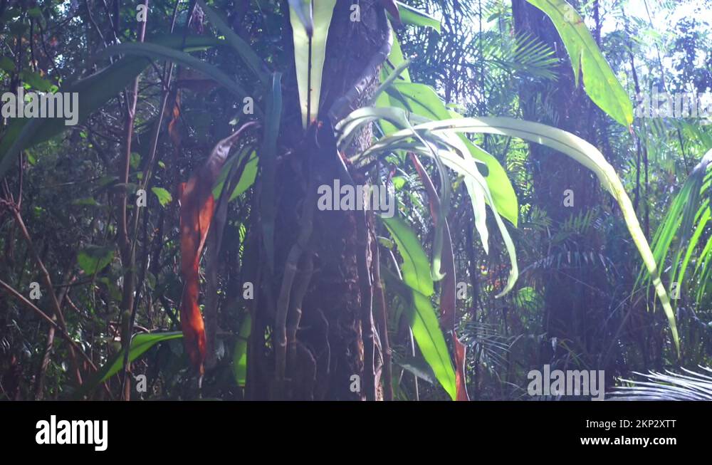 Twisted plant stem australia Stock Videos & Footage - HD and 4K Video ...