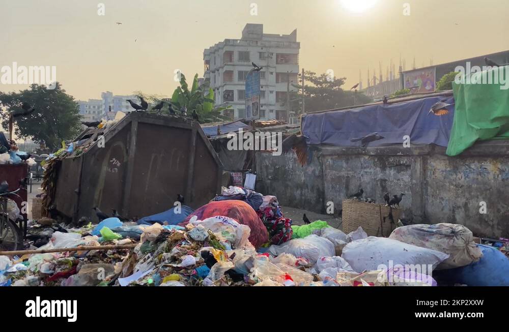 Birds of bangladesh Stock Videos & Footage - HD and 4K Video Clips - Alamy