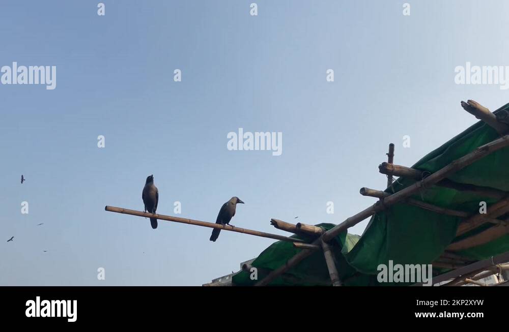 Raven hut Stock Videos & Footage - HD and 4K Video Clips - Alamy