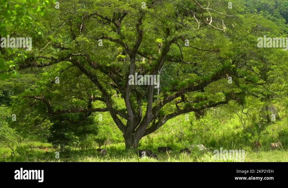 Mother tree Stock Videos & Footage - HD and 4K Video Clips - Alamy