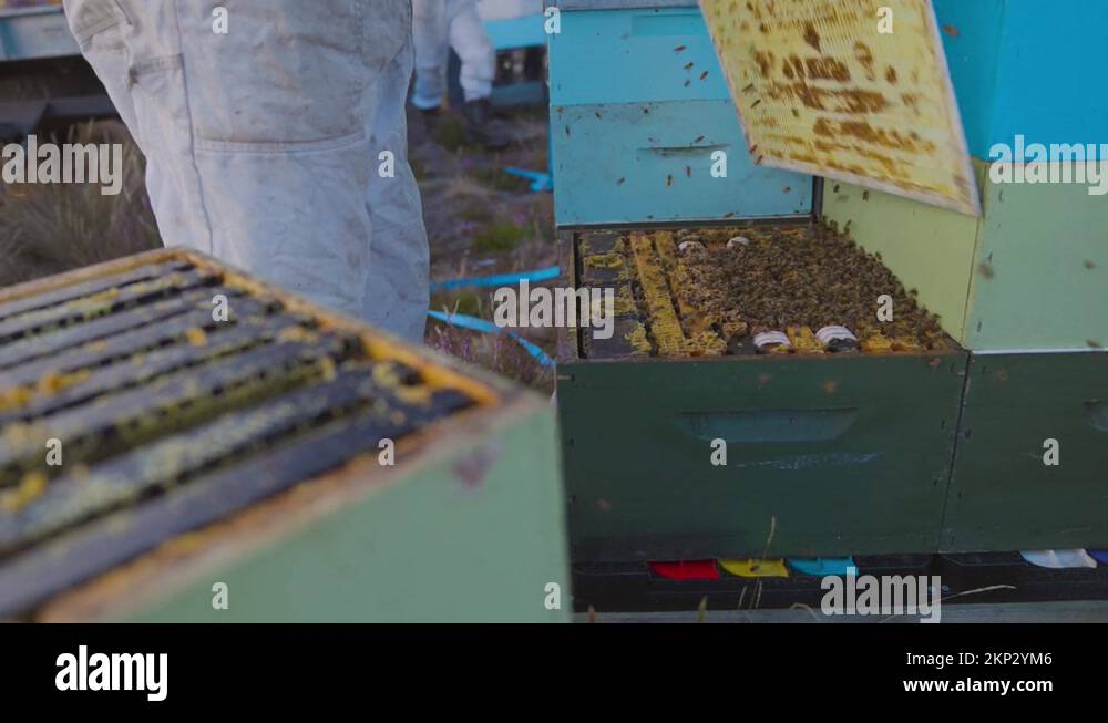 Brood comb Stock Videos & Footage - HD and 4K Video Clips - Alamy