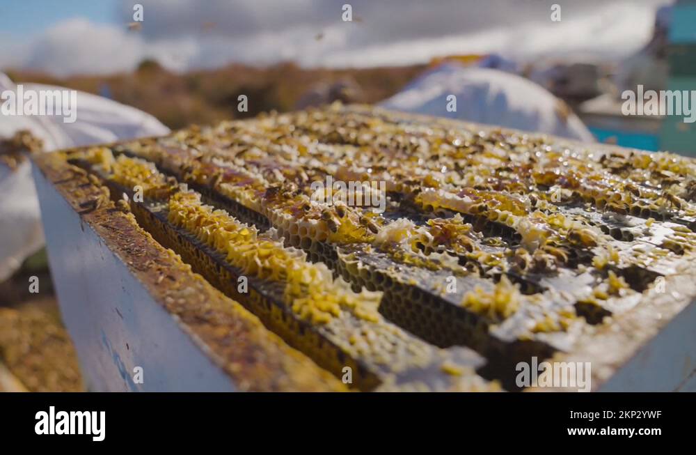 Open Langstroth hive with bees flying around, covered in brood comb on ...