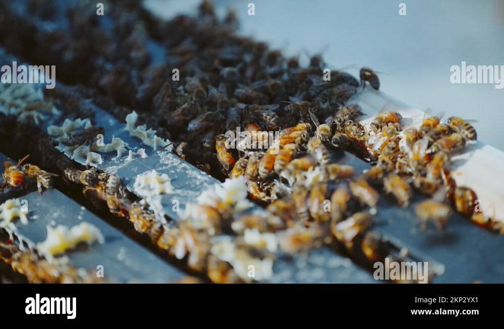 Honey bees swarming in open hive, worker bees between wooden frames ...