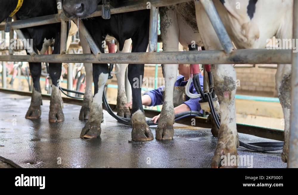 The process of milking cows at a modern, technologically advanced dairy ...