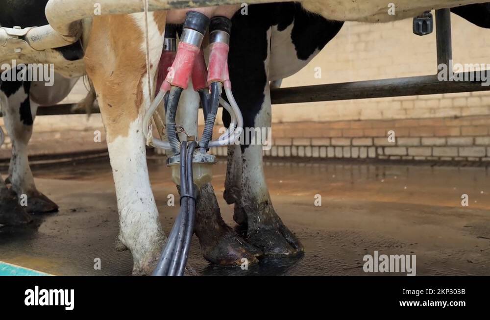 Cows udder plant Stock Videos & Footage - HD and 4K Video Clips - Alamy