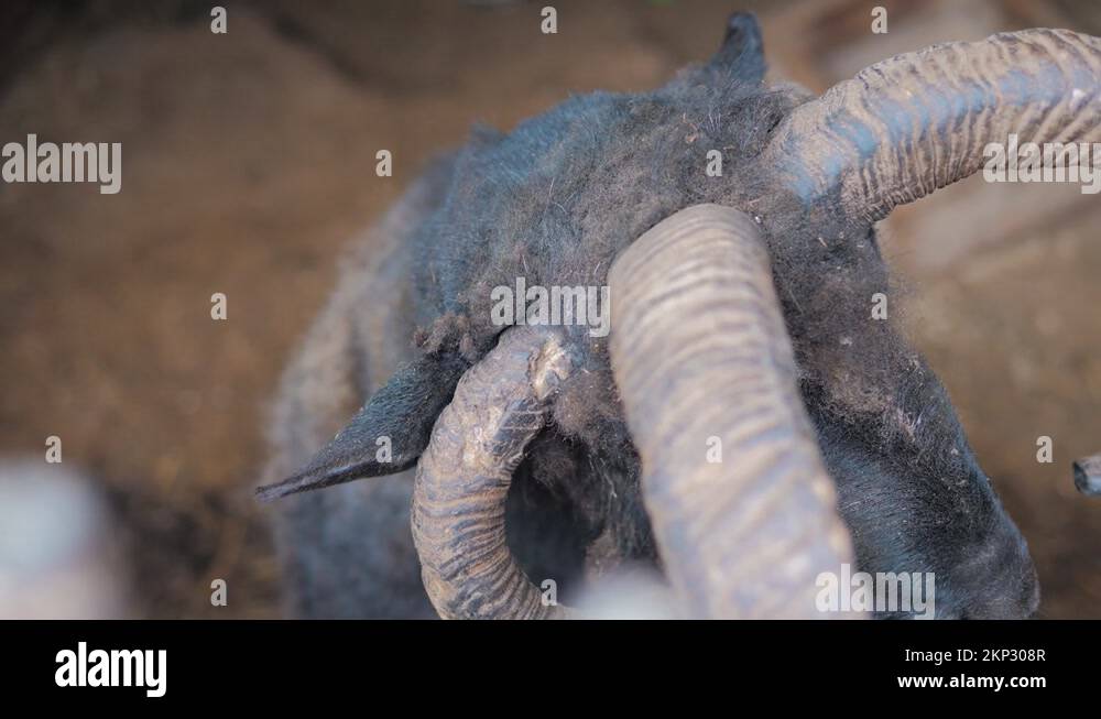 A close-up of a rare species of ram with four horns in an aviary. Rare ...