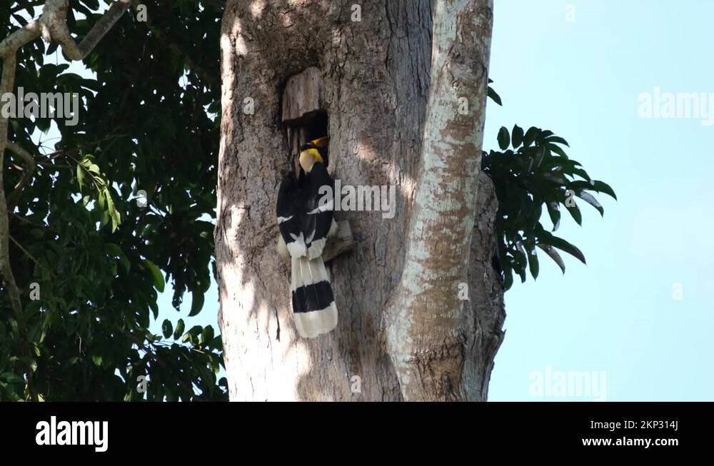 Seen with its head deep into the burrow while feeding the female inside ...