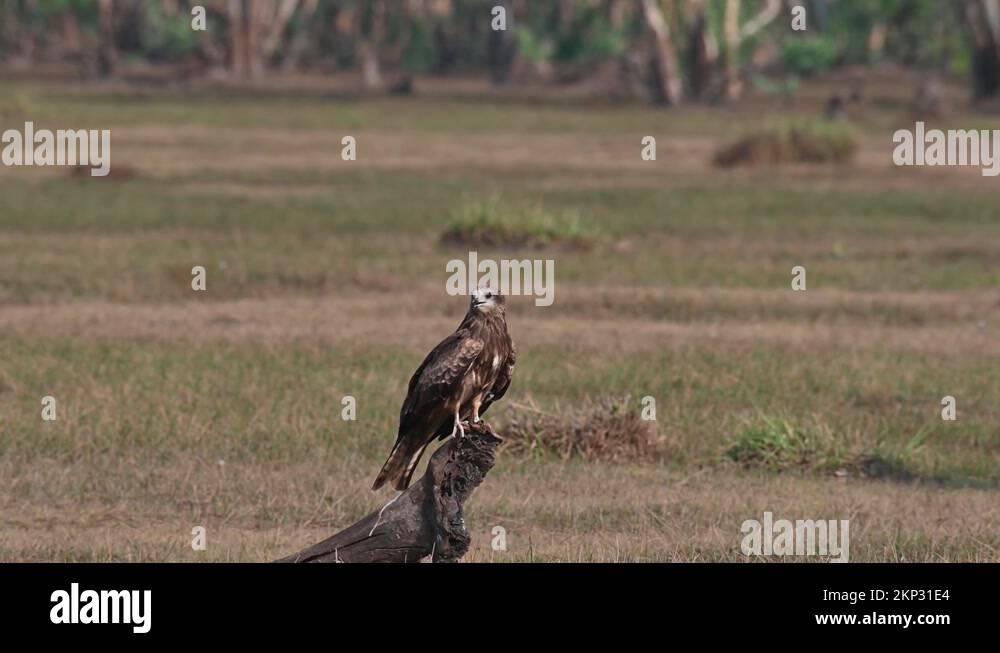Perched on land Stock Videos & Footage - HD and 4K Video Clips - Alamy