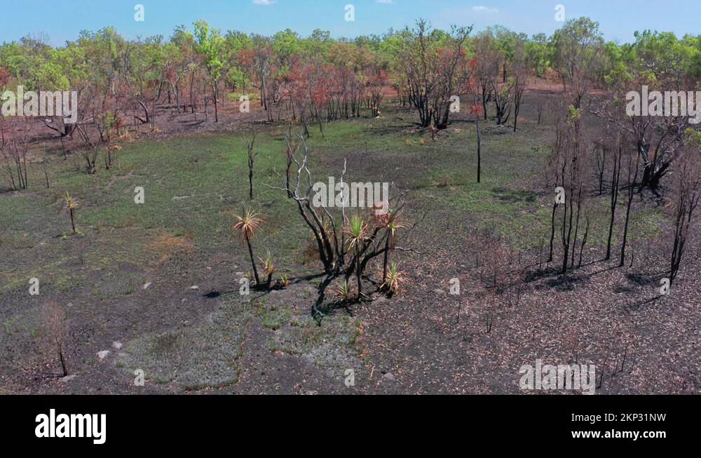 Vegetation and flora of Australian northern territory. Bush forest ...