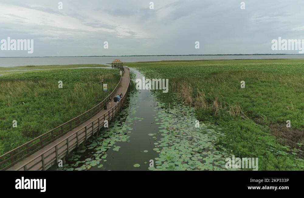 Water lily bridge Stock Videos & Footage - HD and 4K Video Clips - Alamy