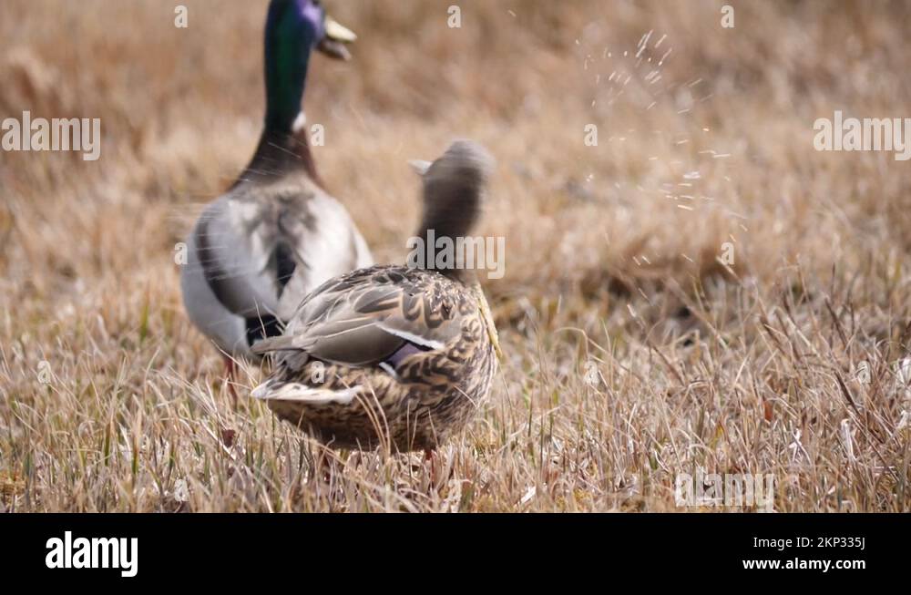 Duck at a nature reserve Stock Videos & Footage - HD and 4K Video Clips ...