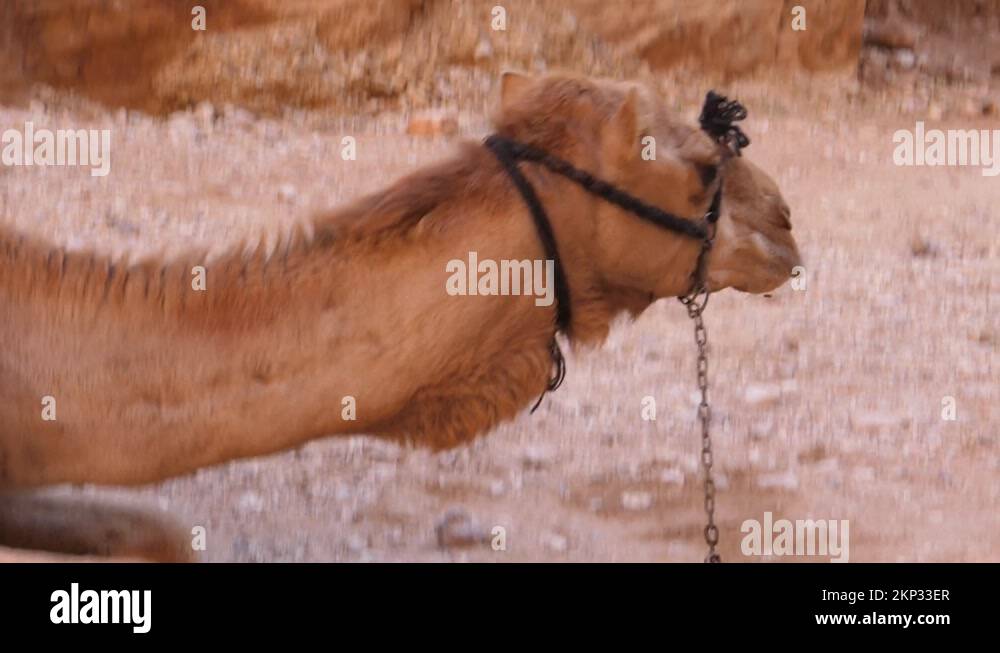 Double hump camel Stock Videos & Footage - HD and 4K Video Clips - Alamy