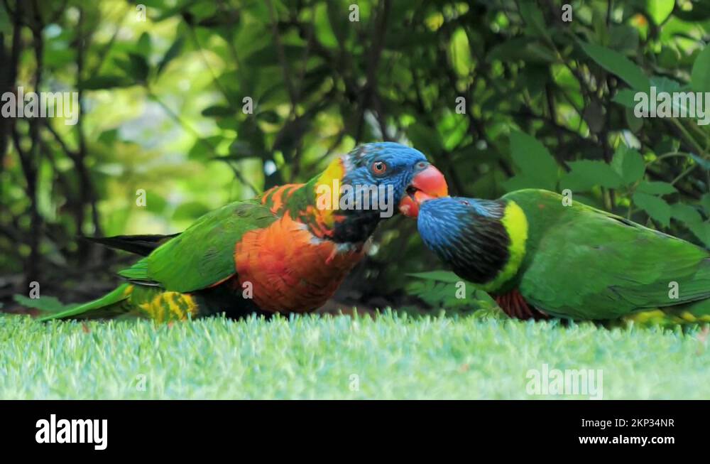 Miniature parrots Stock Videos & Footage - HD and 4K Video Clips - Alamy