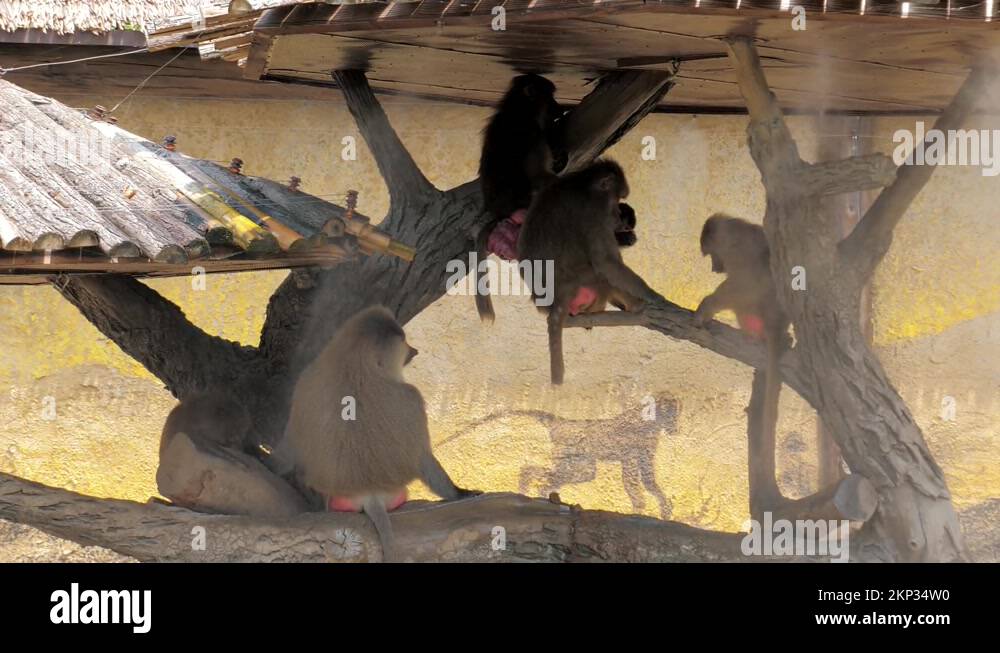 Mandrills forest Stock Videos & Footage - HD and 4K Video Clips - Alamy