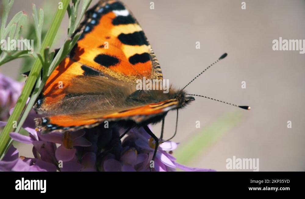 Butterfly proboscis feeding flower Stock Videos & Footage - HD and 4K ...
