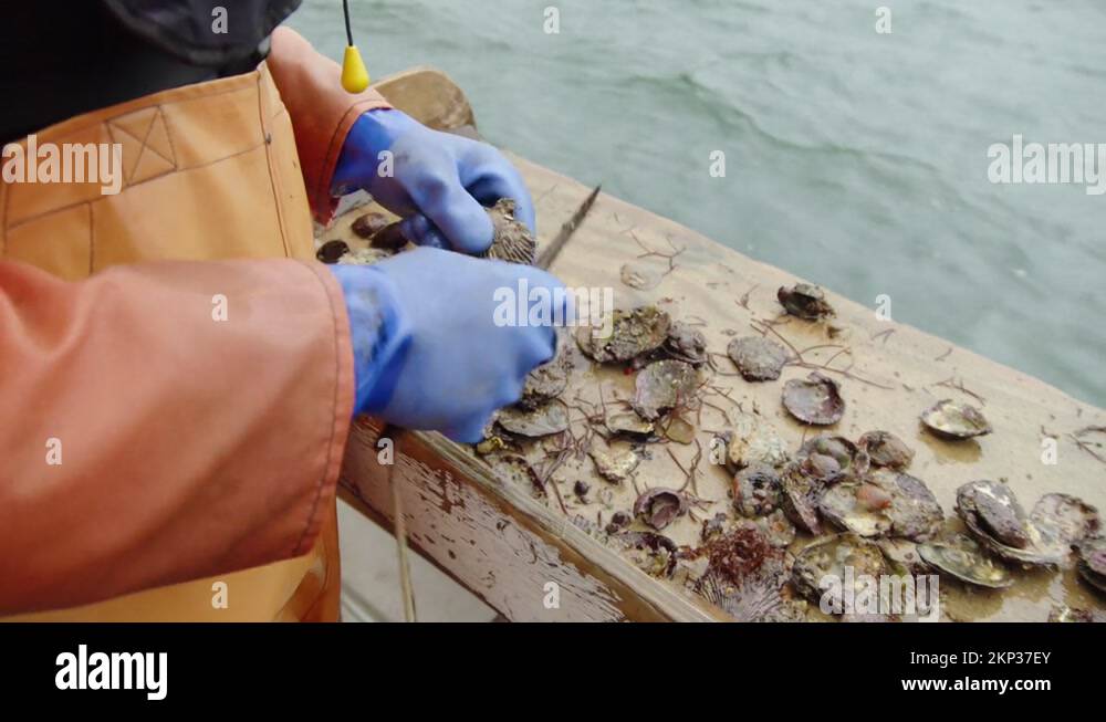 Scallop aquaculture Stock Videos & Footage - HD and 4K Video Clips - Alamy