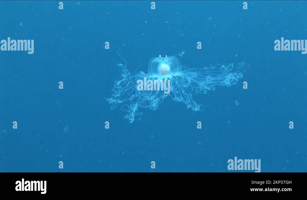 Turritopsis nutricula Turritopsis dohrnii Oceania O.armata immortal ...