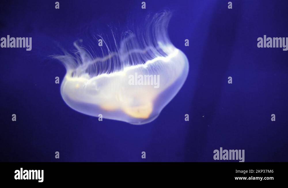 Transparent see through clear translucent Stock Videos & Footage - HD ...