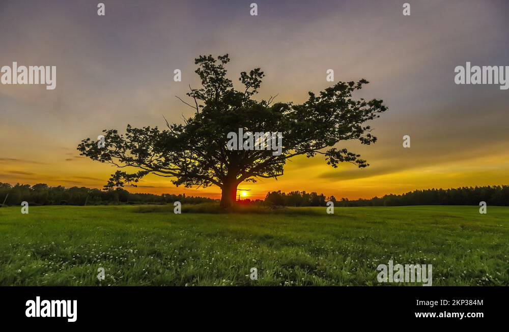 Giant mystic tree Stock Videos & Footage - HD and 4K Video Clips - Alamy