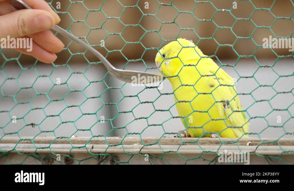 Feeding a cute little yellow parakeet using seeds on a spoon through ...