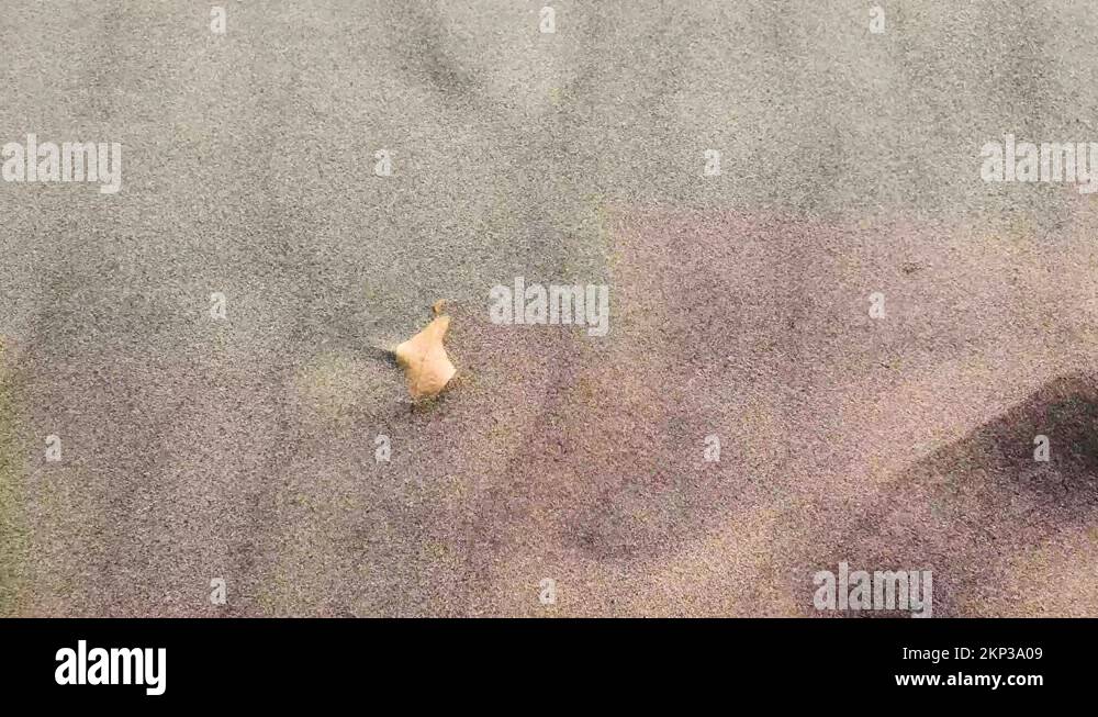 Sand grains particles Stock Videos & Footage - HD and 4K Video Clips ...